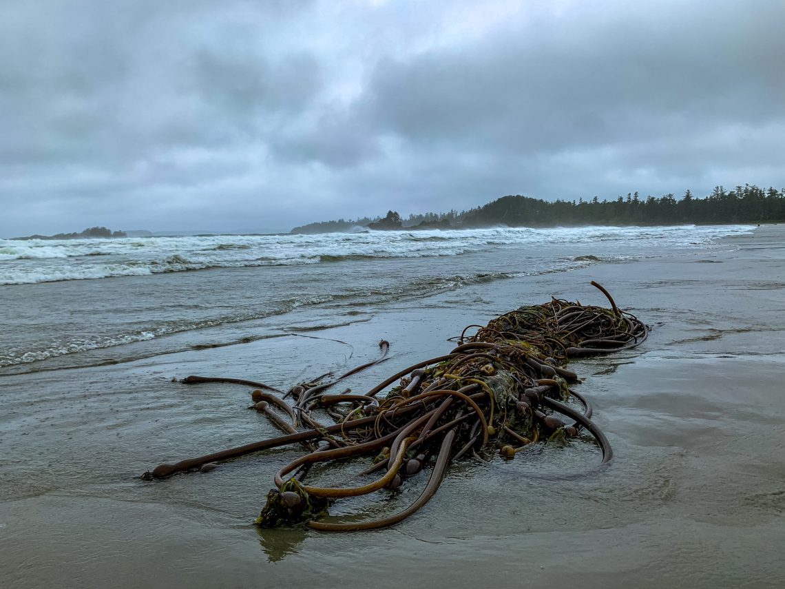 A Spectacular Vancouver Island Road Trip Itinerary (7 Days)