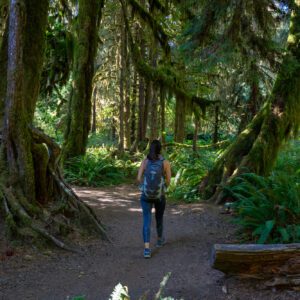 Where To Stay In Olympic National Park: Your Complete Guide