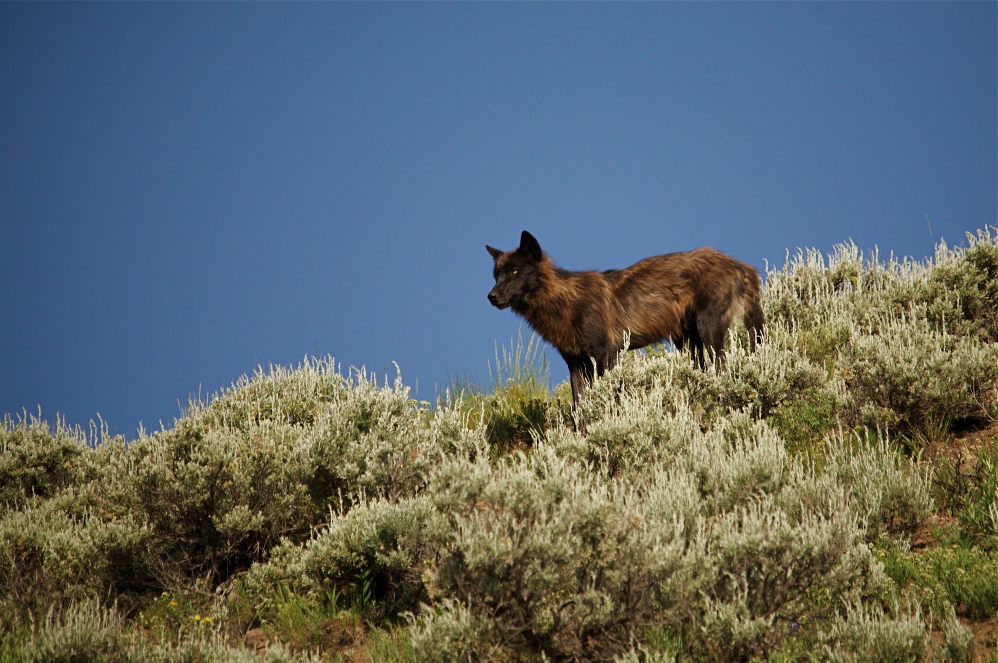 Complete 7 Day Yellowstone And Grand Teton Itinerary