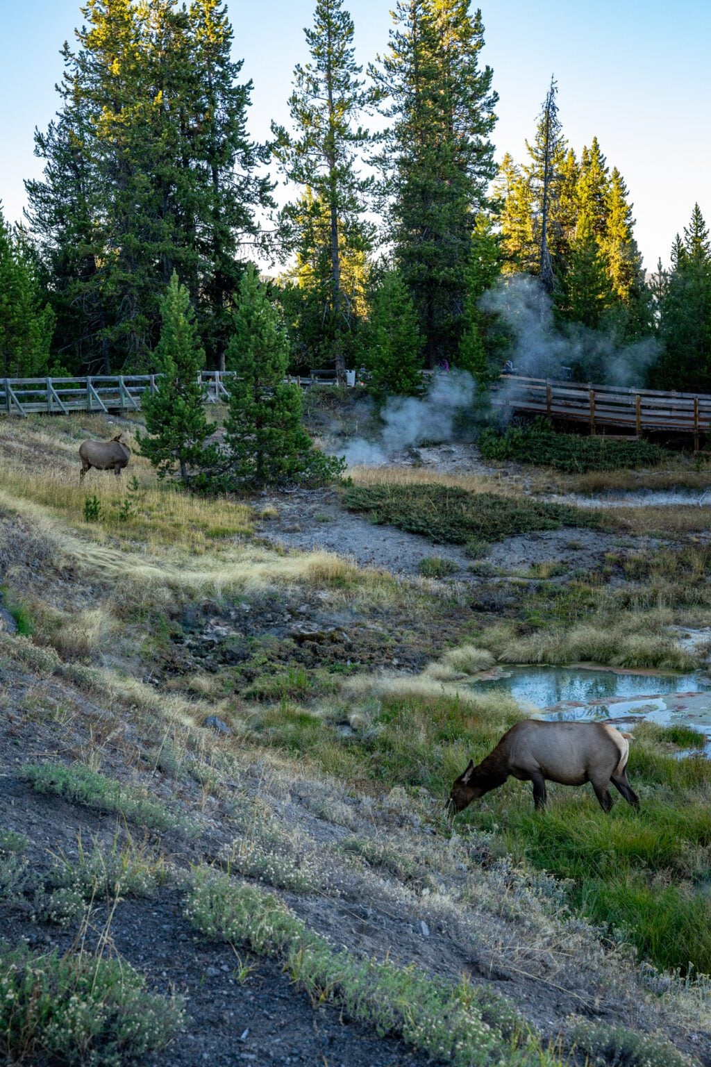 A Perfect 4 Day Yellowstone Itinerary (for First Timers)