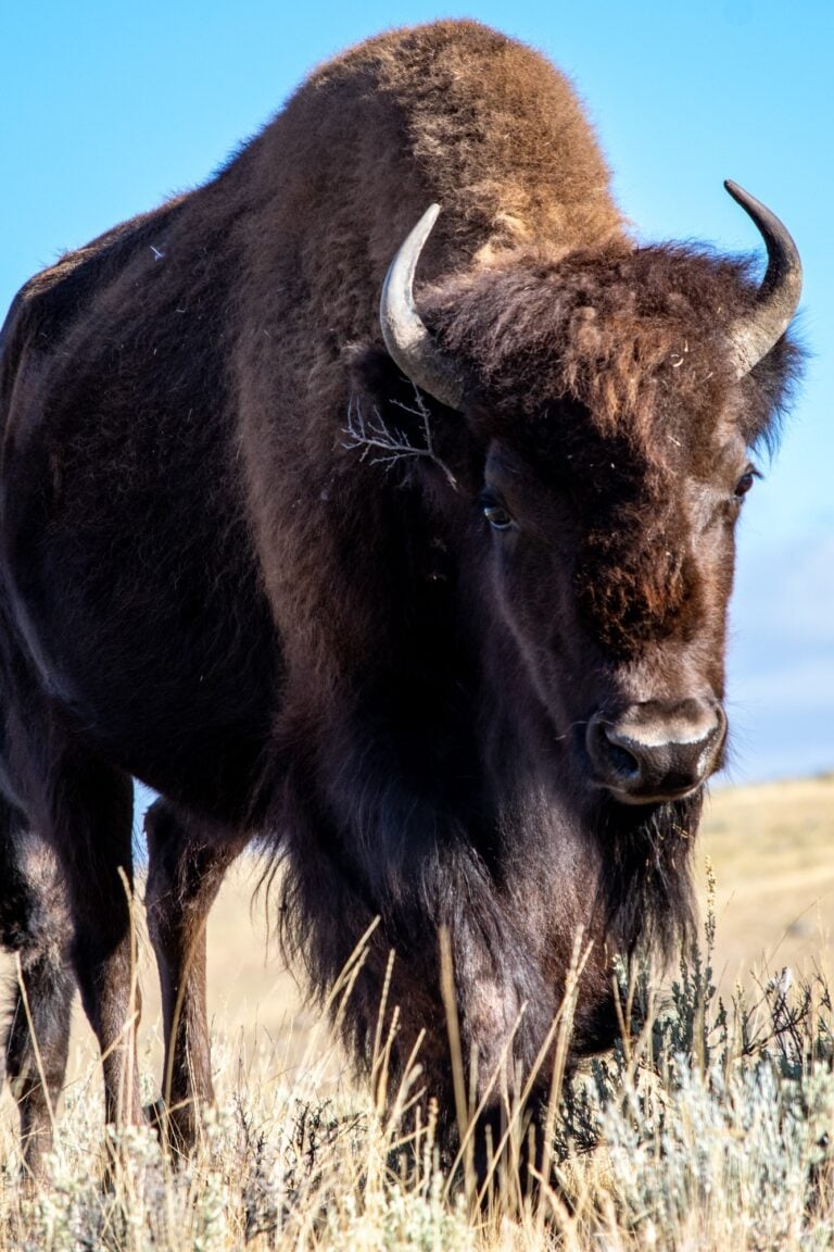 A Perfect 4 Day Yellowstone Itinerary (for First Timers)