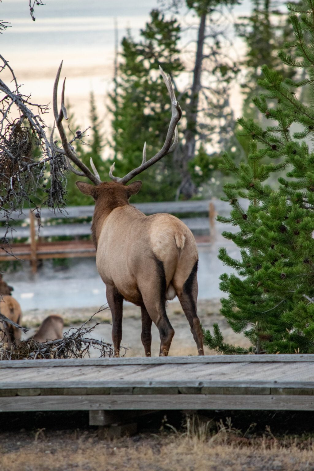 A Perfect 4 Day Yellowstone Itinerary (for First Timers)