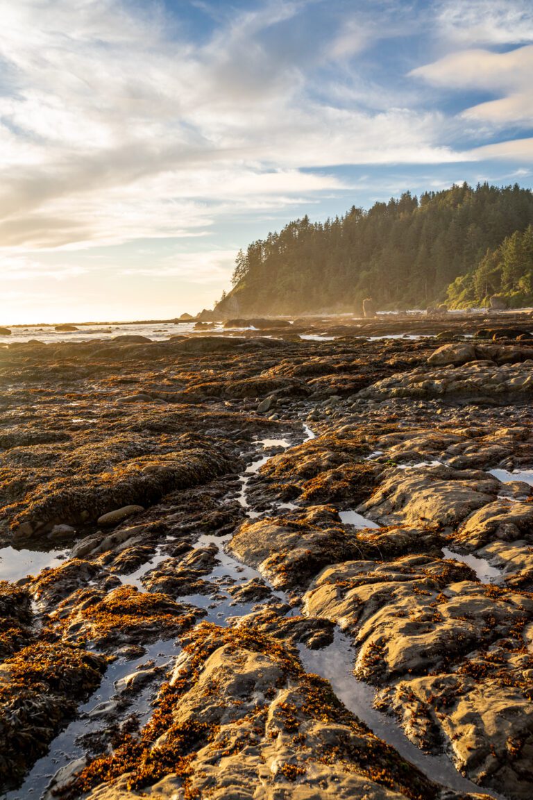 12 Amazing Easy Hikes In Washington: A Complete Guide