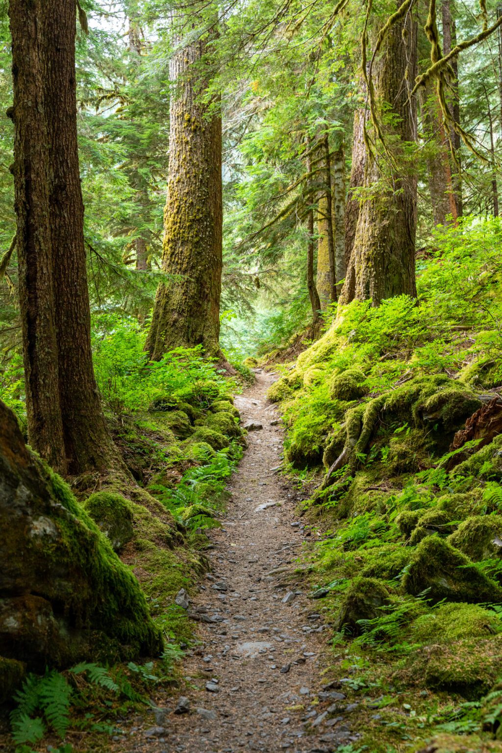 The Amazing Enchanted Valley Trail In Olympic National Park