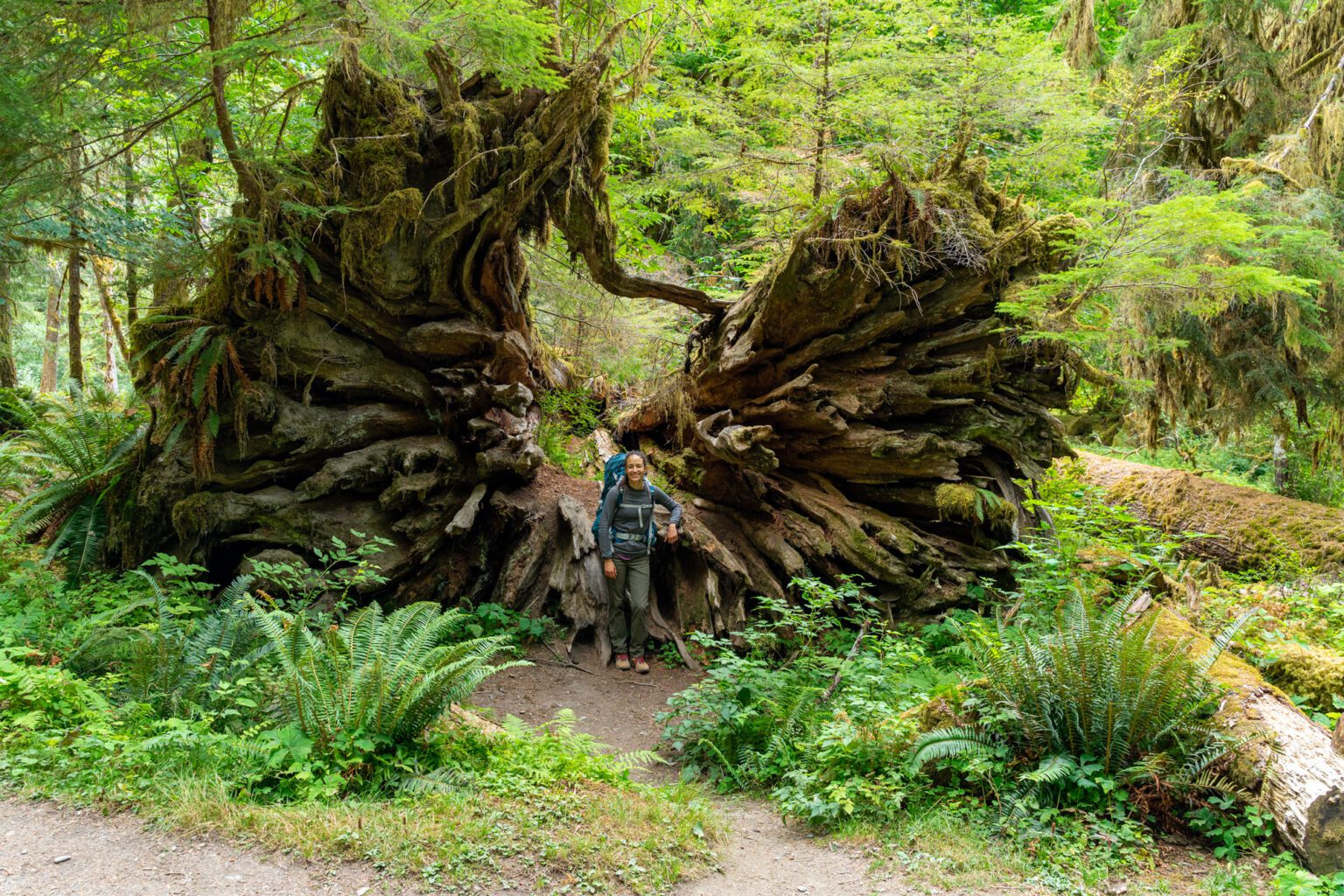 The Amazing Enchanted Valley Trail In Olympic National Park