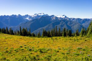 Hiking In Olympic National Park: A Guide For First Timers