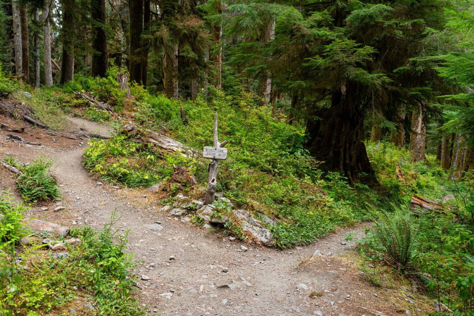 The Amazing Enchanted Valley Trail In Olympic National Park