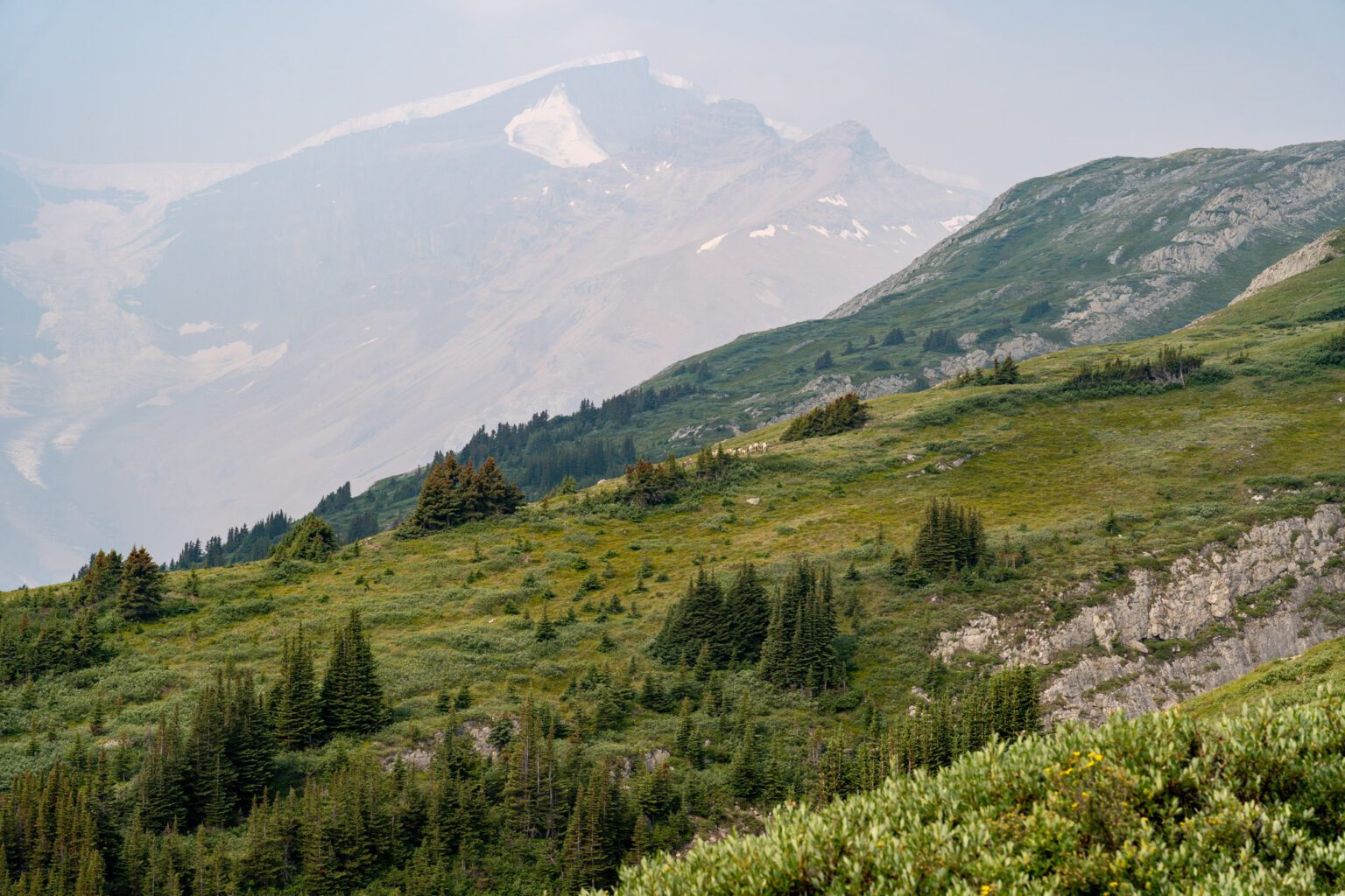 Hiking The Wilcox Pass Trail: A Complete Trail Guide