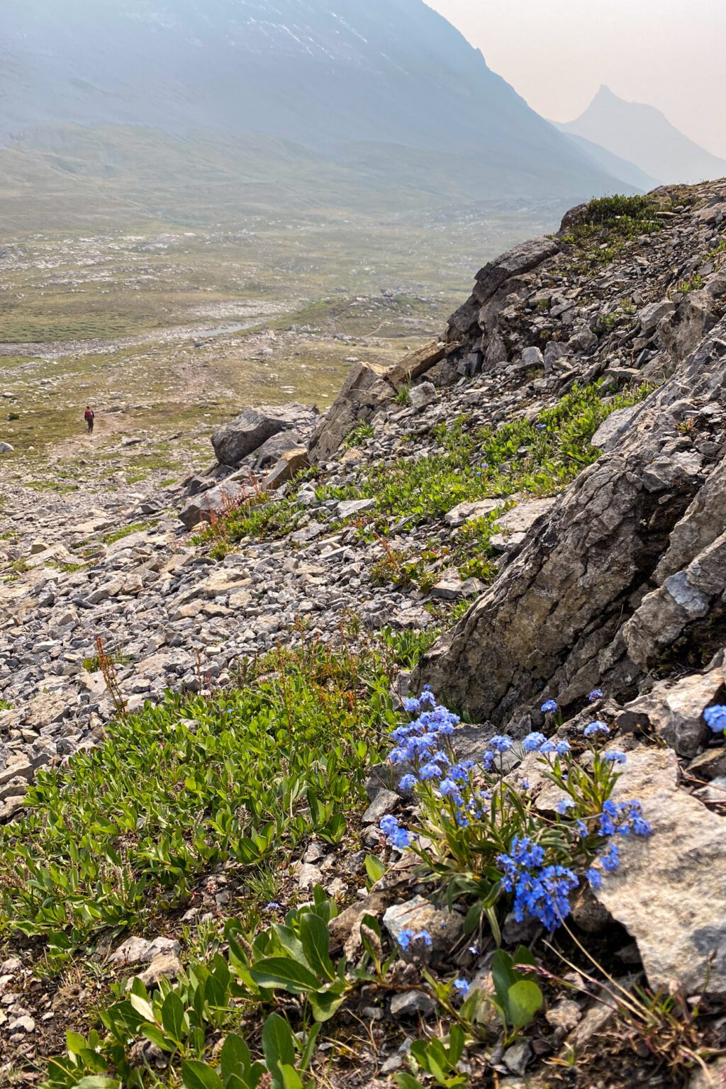 Hiking The Wilcox Pass Trail: A Complete Trail Guide