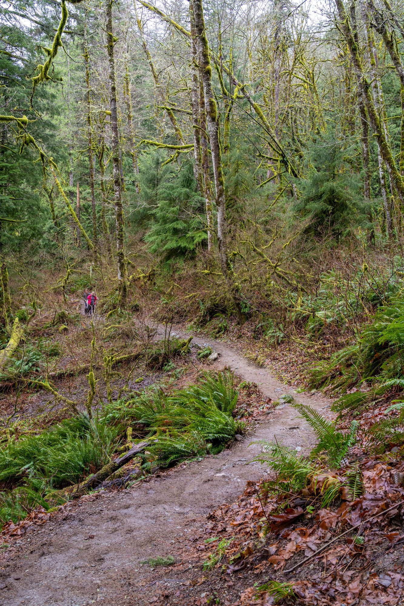 The Magical Twin Falls Trail In Washington: (Complete Guide)