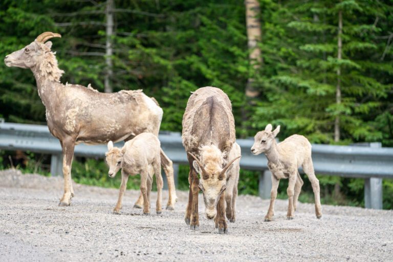 An Amazing 4 Day Banff Itinerary For First Timers