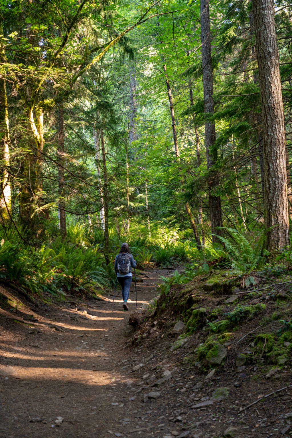 Hiking The Little Si Trail: A Complete Trail Guide