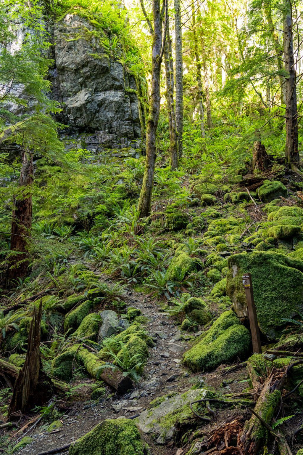 Hiking The Little Si Trail: A Complete Trail Guide