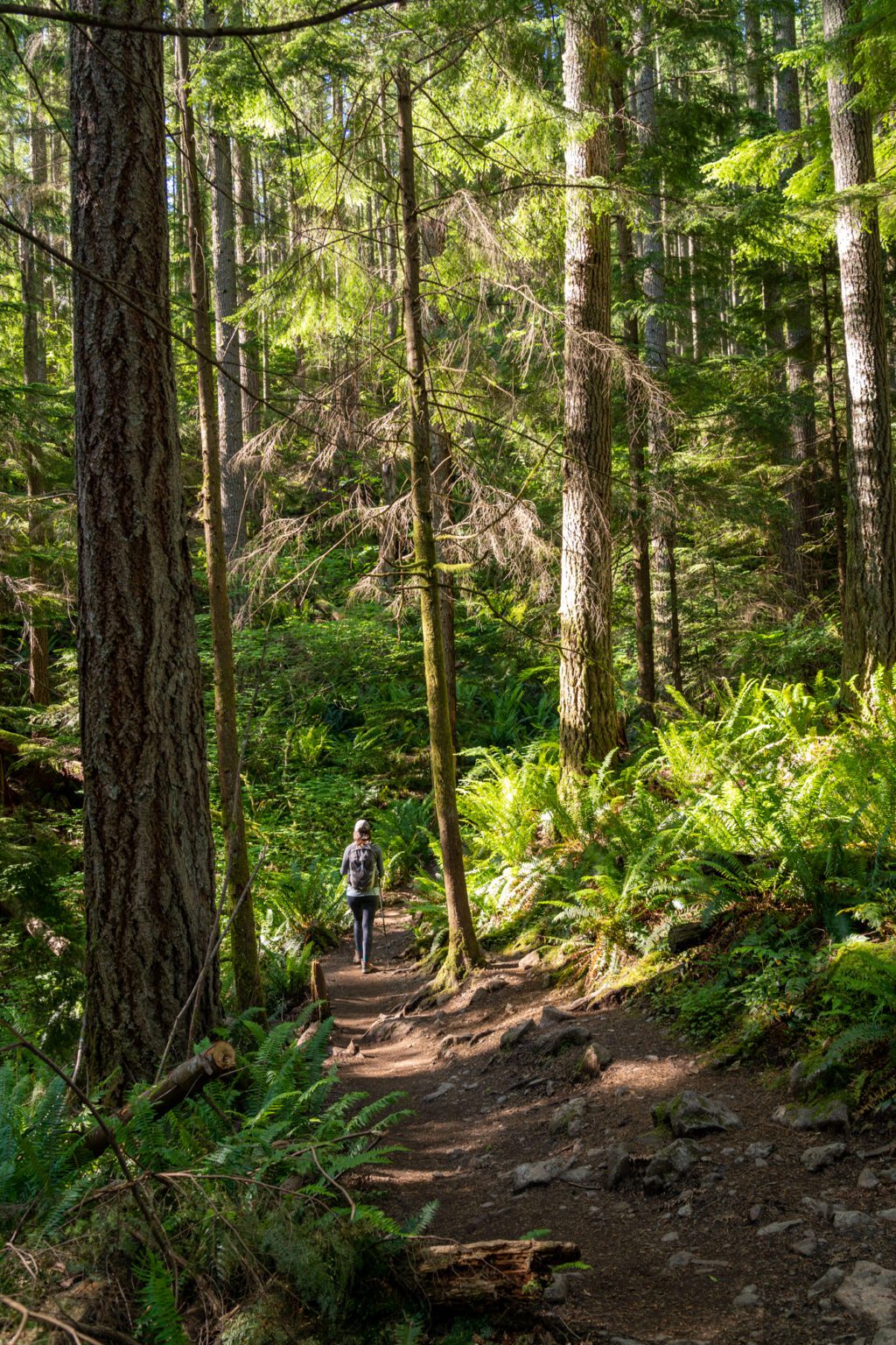 Hiking The Little Si Trail: A Complete Trail Guide