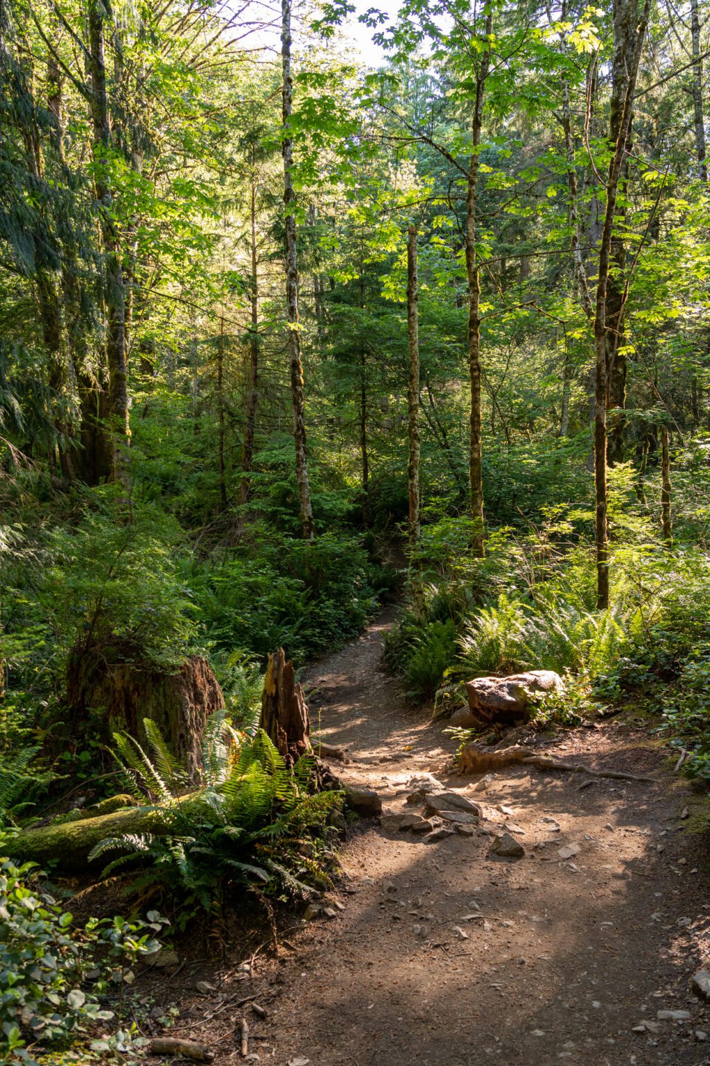 Hiking The Little Si Trail: A Complete Trail Guide