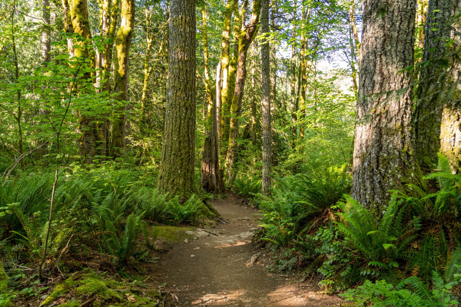 Hiking The Little Si Trail: A Complete Trail Guide