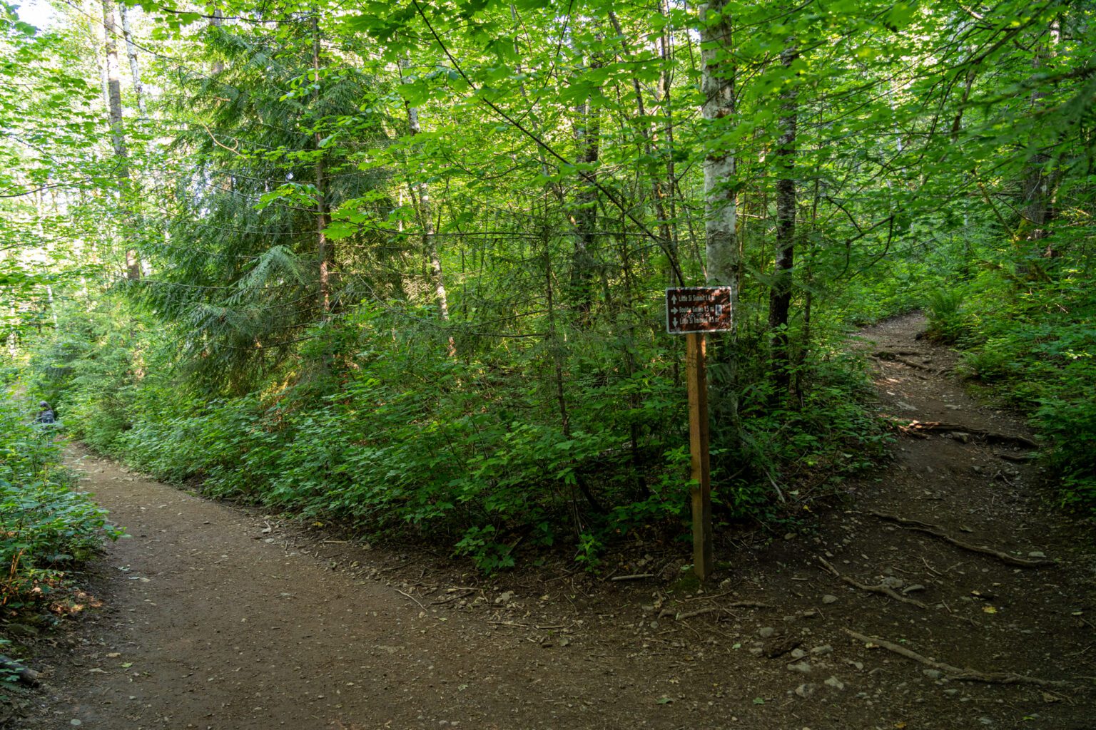 Hiking The Little Si Trail: A Complete Trail Guide