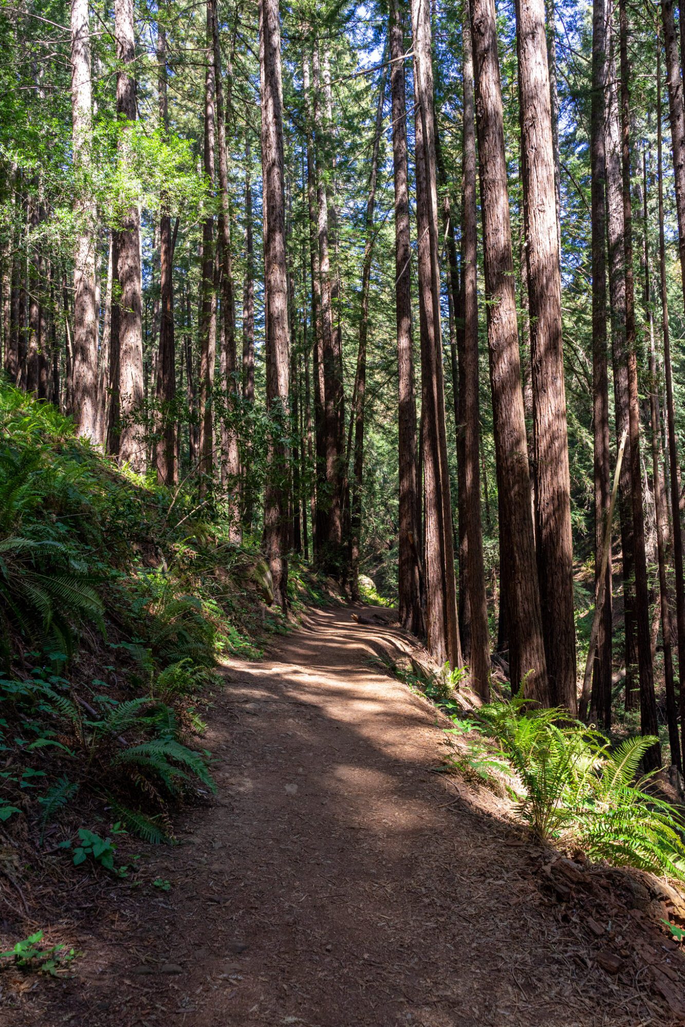 Hiking In The San Francisco Bay Area: A Complete Guide
