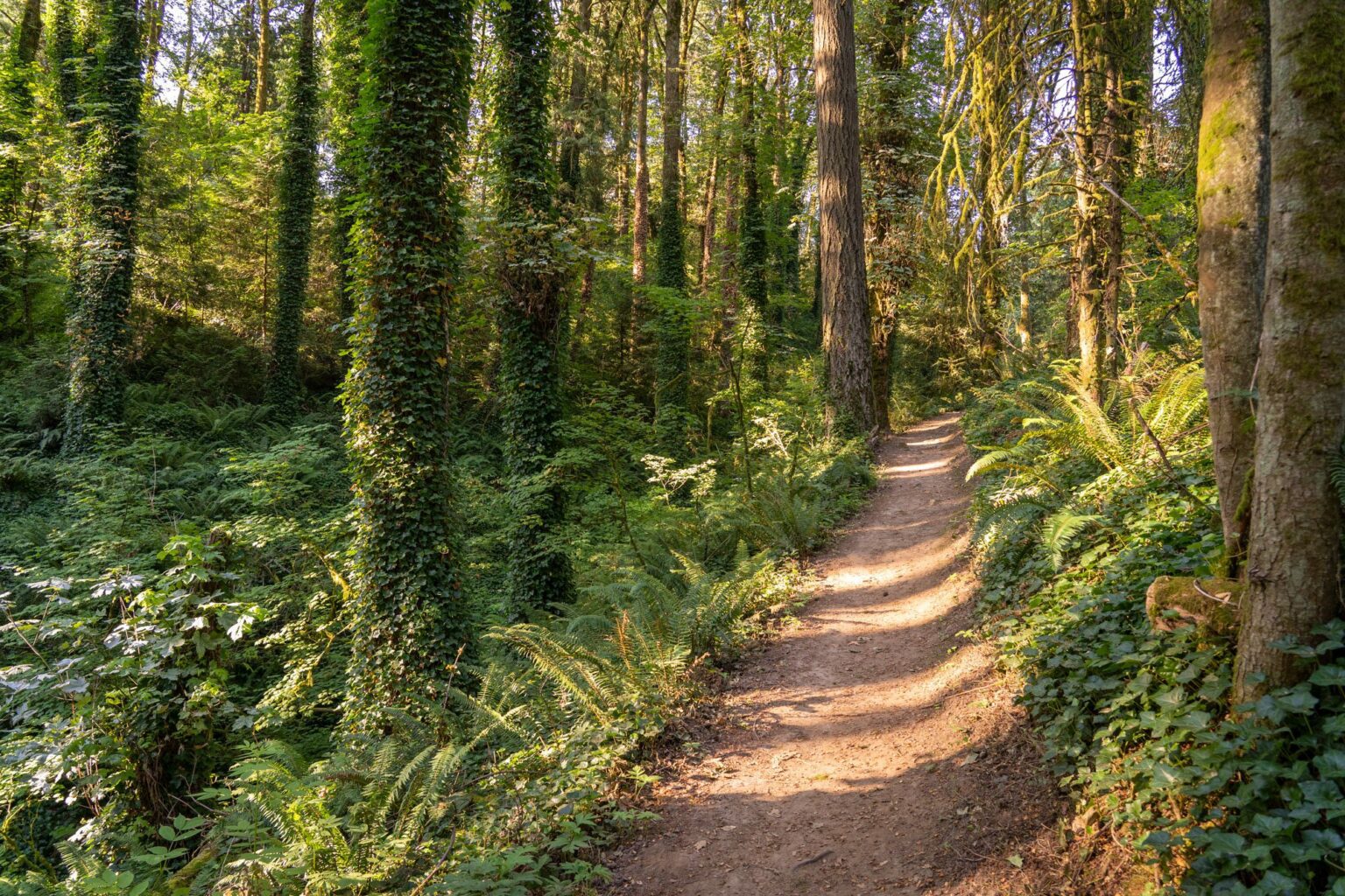 Hiking In Portland: A Complete Guide For First Timers