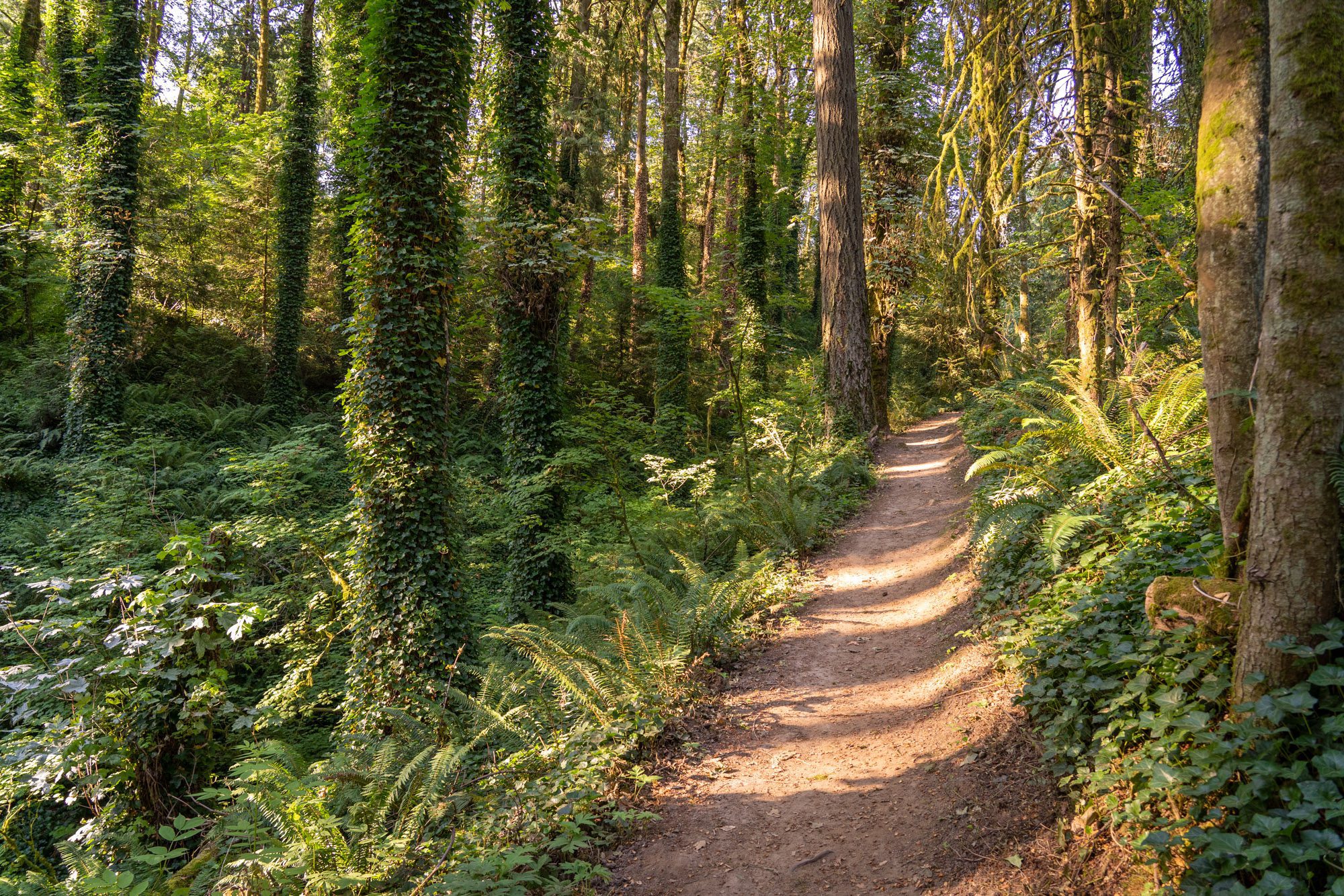 Hiking In Portland: A Complete Guide For First Timers