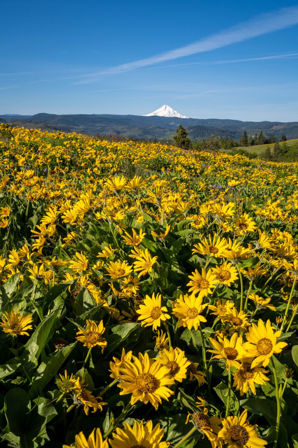 Hiking In The Columbia River Gorge: A Complete Guide