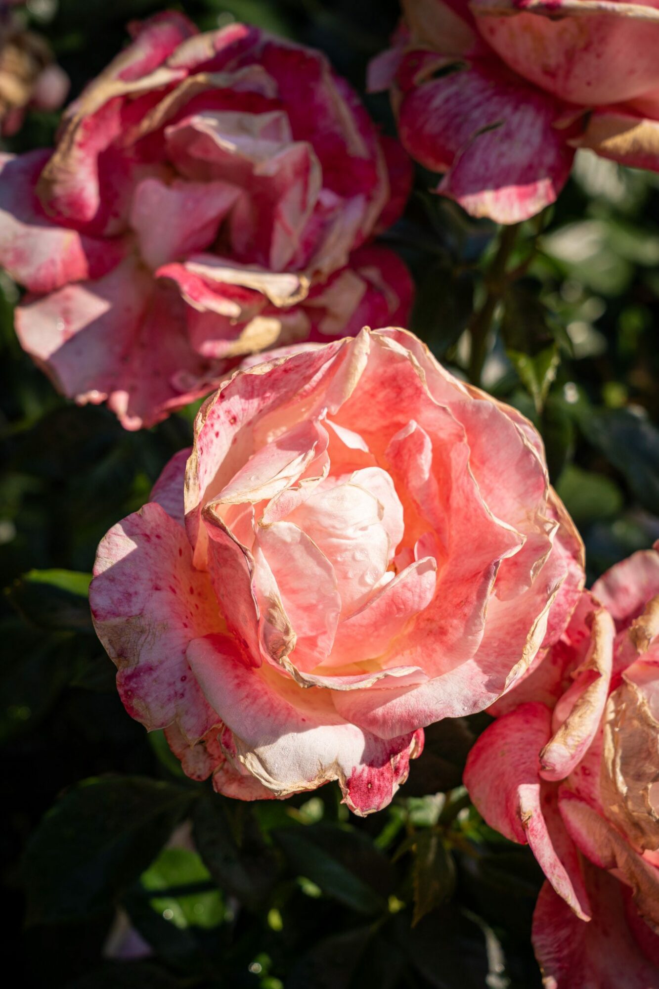 Exactly What To Do In Portland, OR (for First Timers)