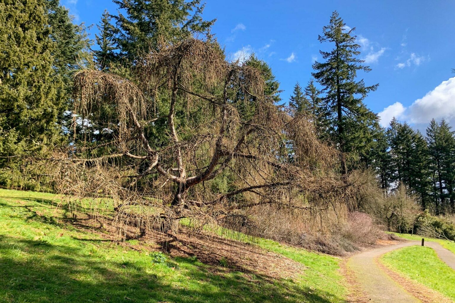 Hiking In Portland: A Complete Guide For First Timers
