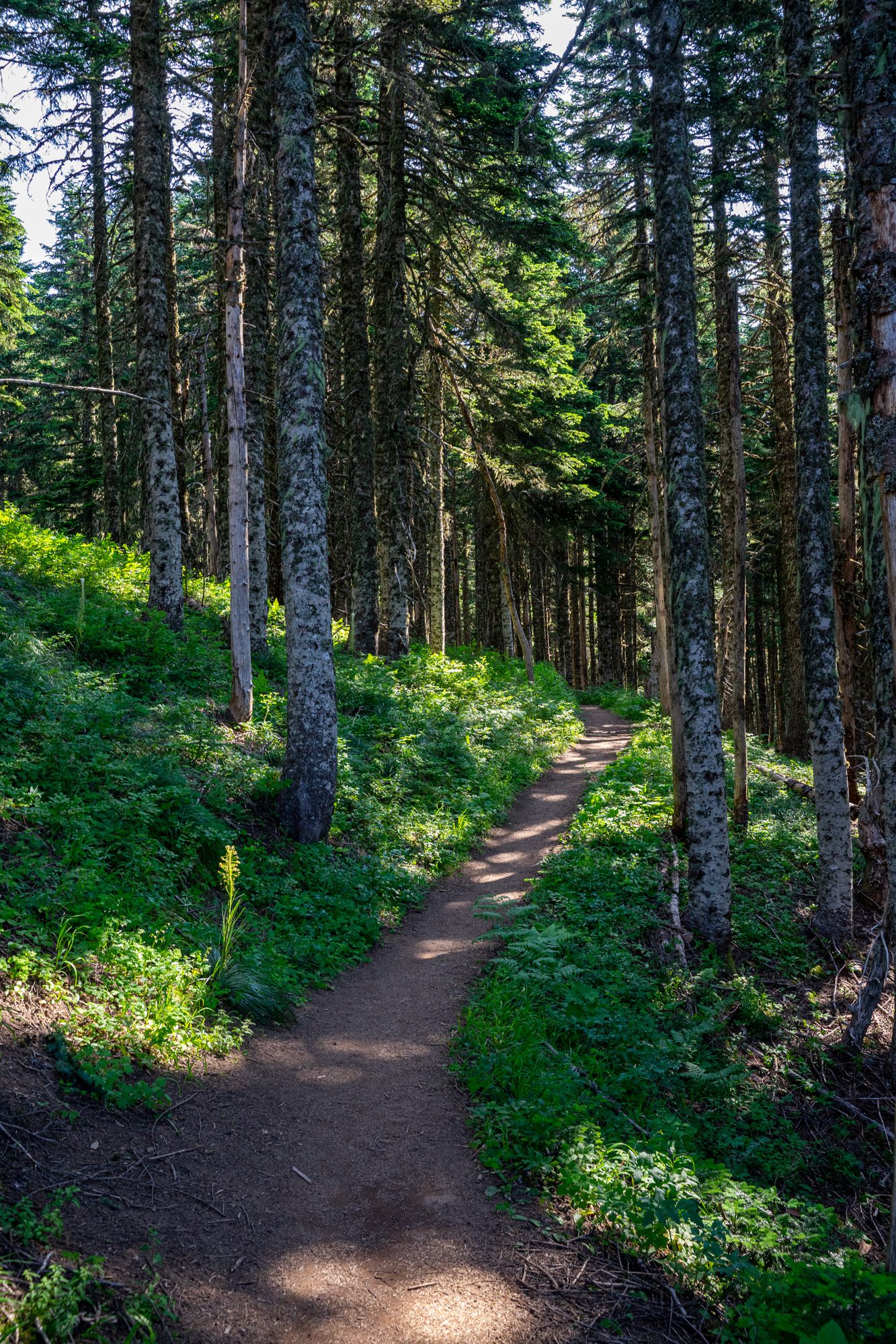 How To Hike The Amazing McNeil Point Trail At Mt. Hood