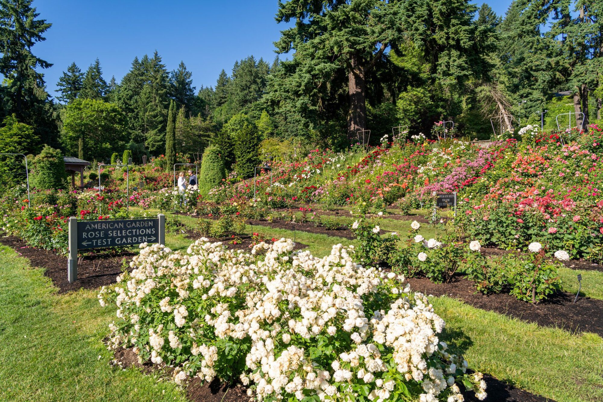 Hiking In Portland: A Complete Guide For First Timers