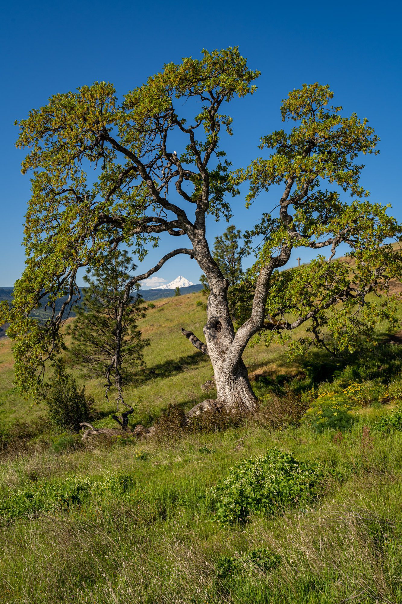 The Coyote Wall Trail: A Complete Hiking Guide