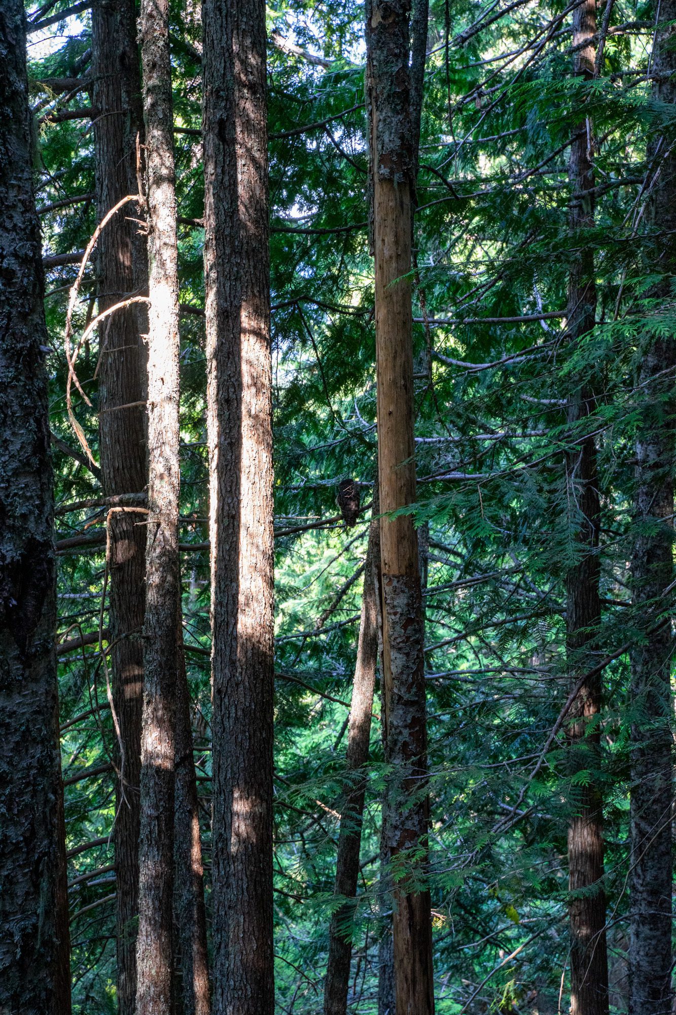 How To Hike The Amazing McNeil Point Trail At Mt. Hood