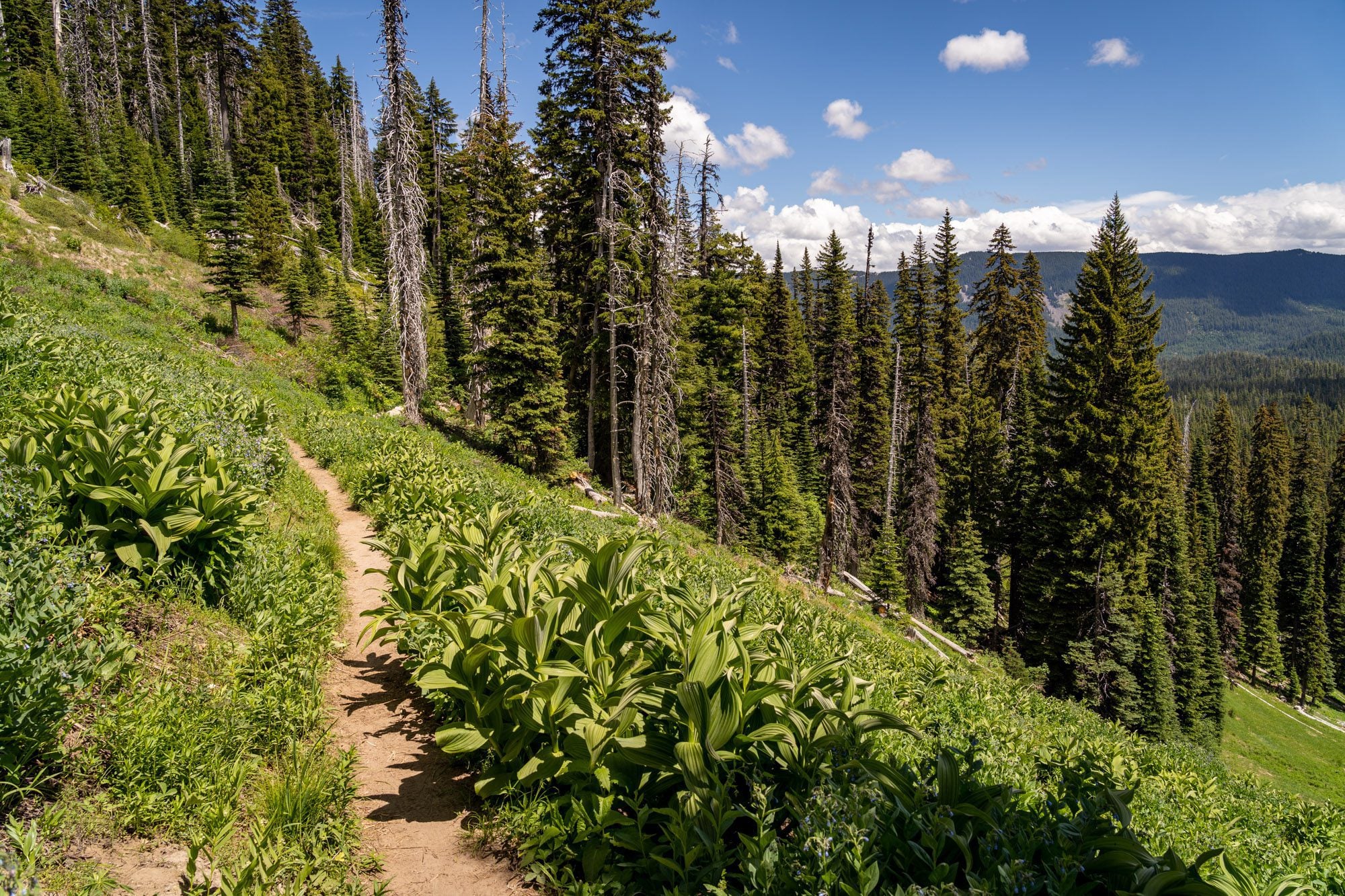Hiking At Mount Hood: A Complete Guide For First Timers