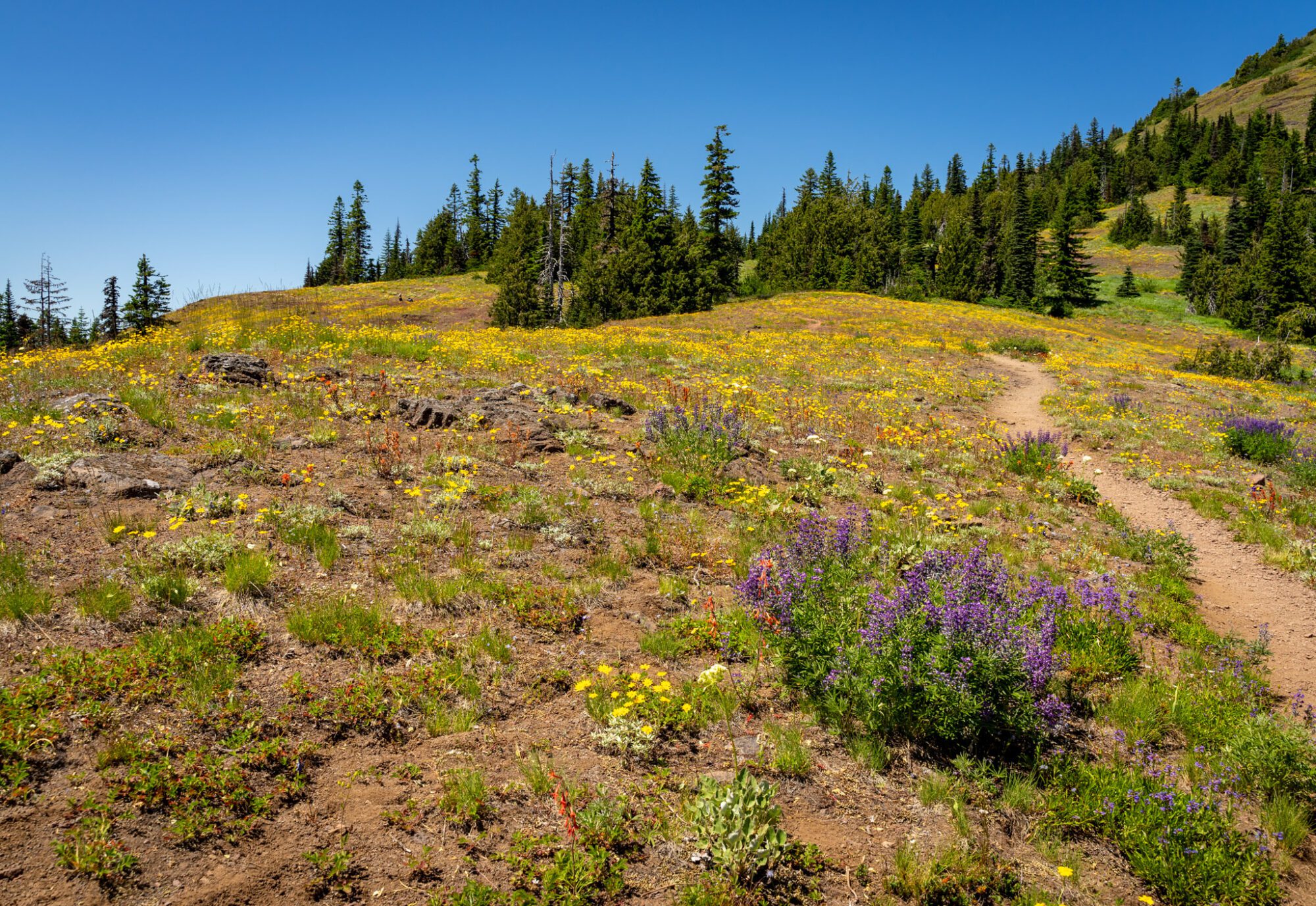 Hiking In Oregon: A Complete Guide For First Timers