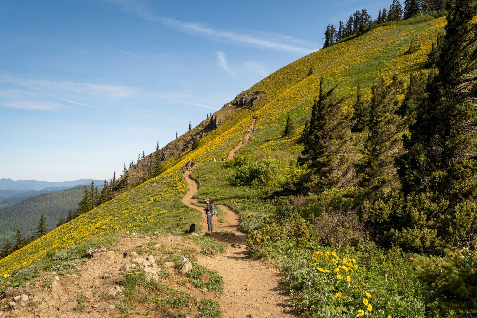Hiking The Dog Mountain Trail: A Complete Guide