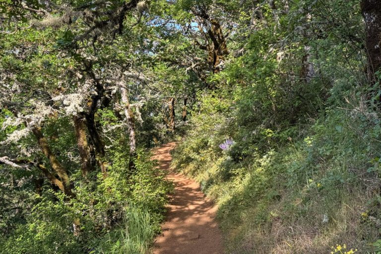 Hiking The Dog Mountain Trail: A Complete Guide
