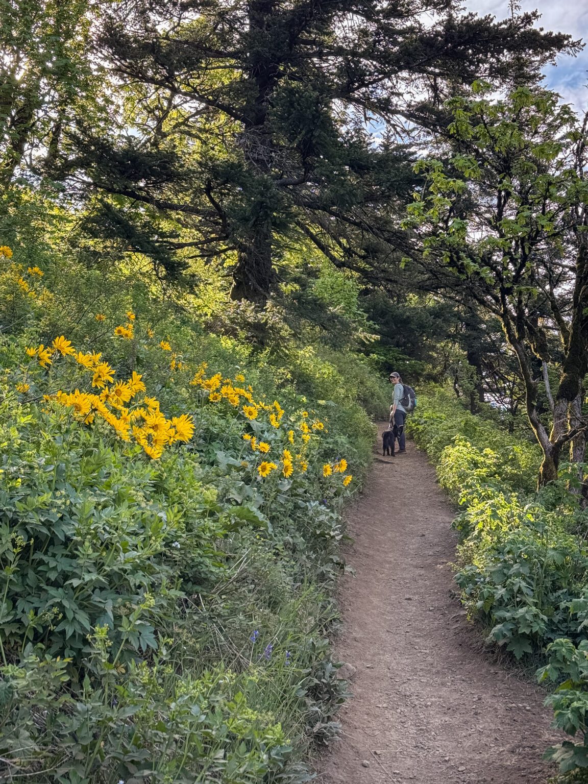 Hiking The Dog Mountain Trail: A Complete Guide