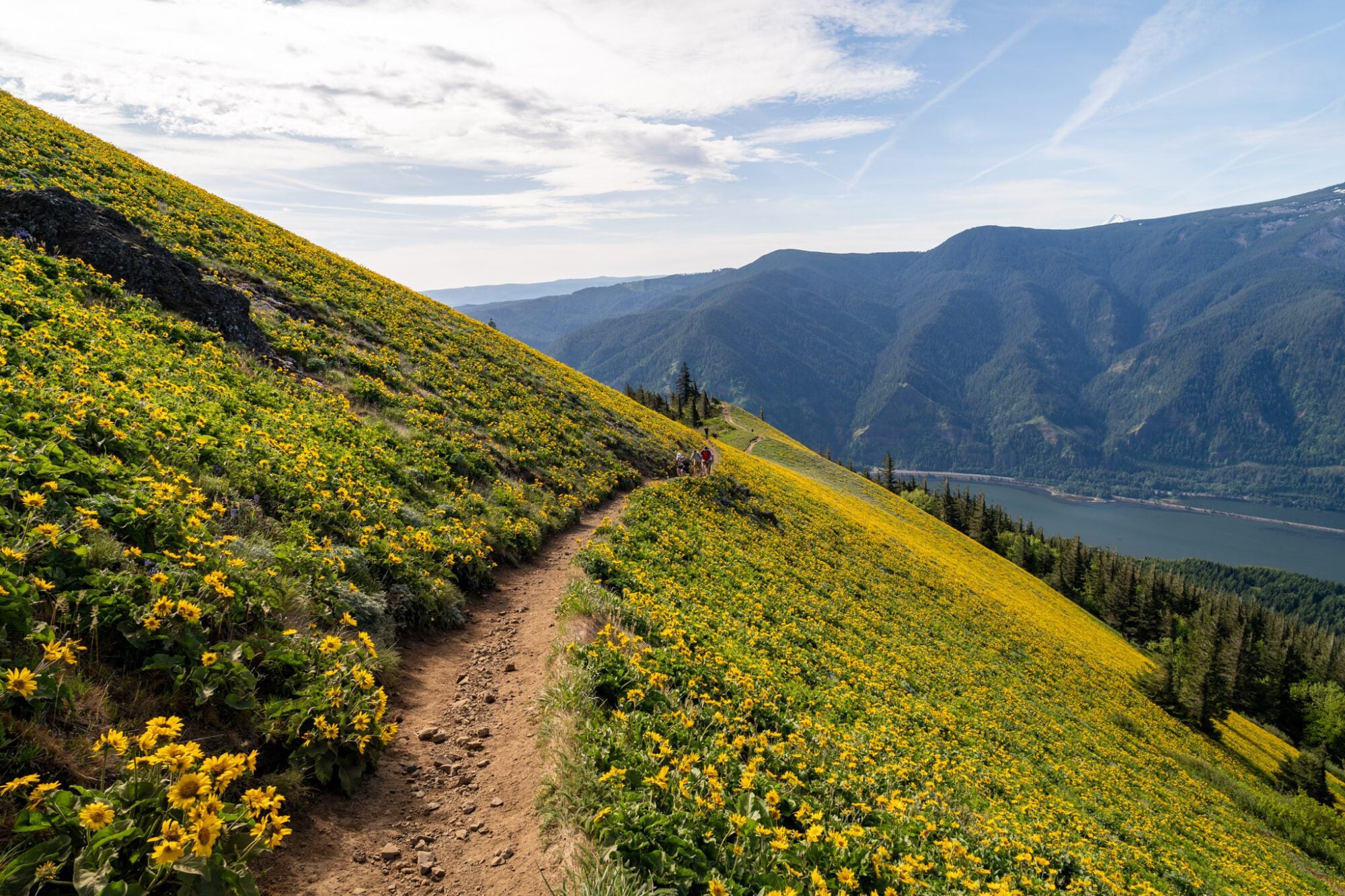 Hiking The Dog Mountain Trail: A Complete Guide