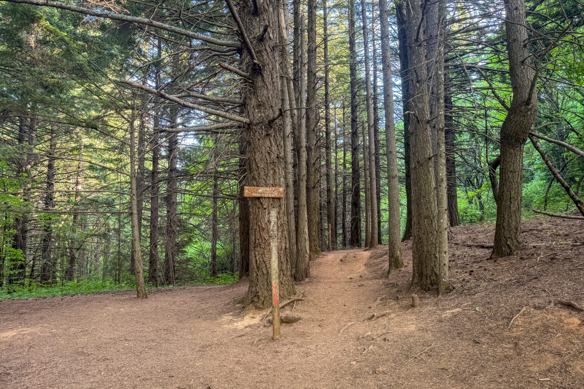 Hiking The Dog Mountain Trail: A Complete Guide